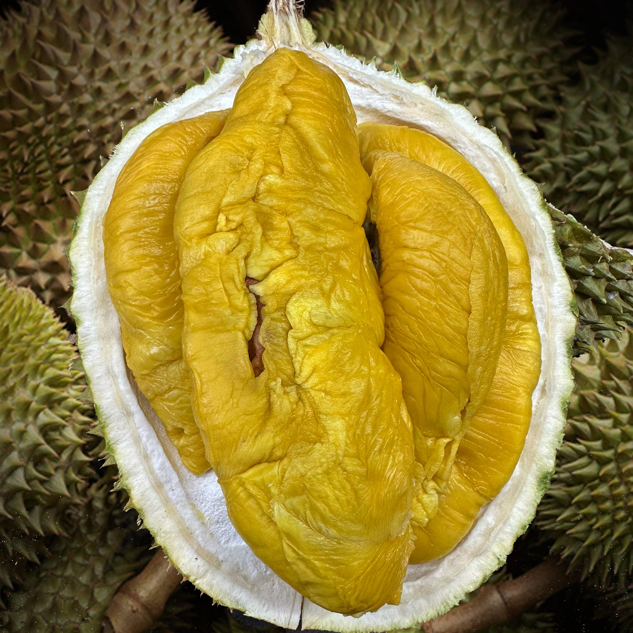 ⭐ Tiger Black Gold Durian (800g Box – All Meat)