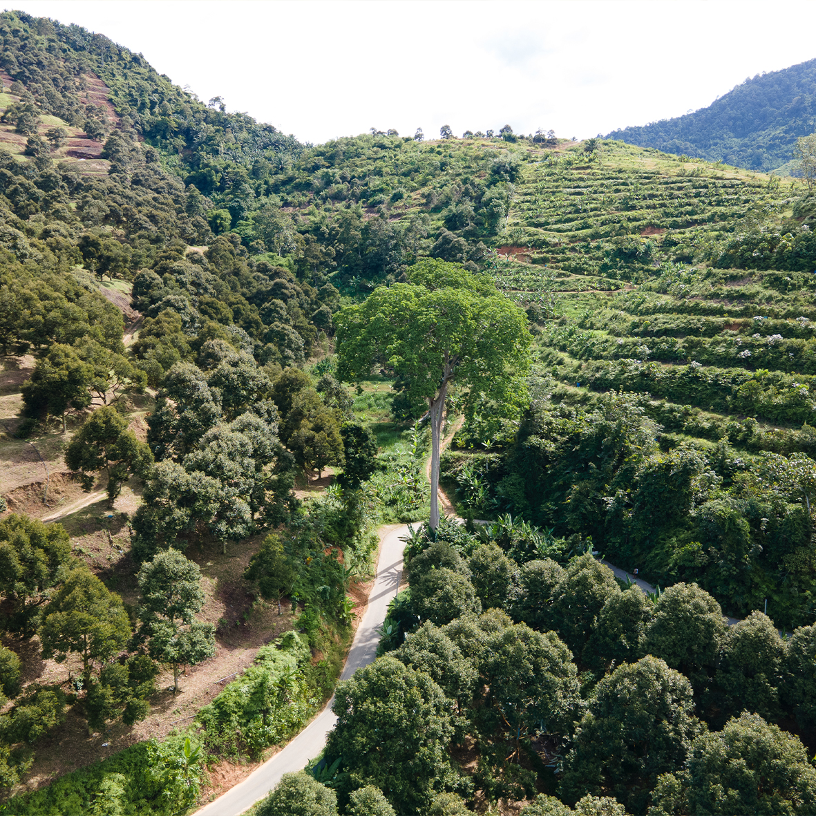 Indigo Hill Mountain – Durian SG Prime