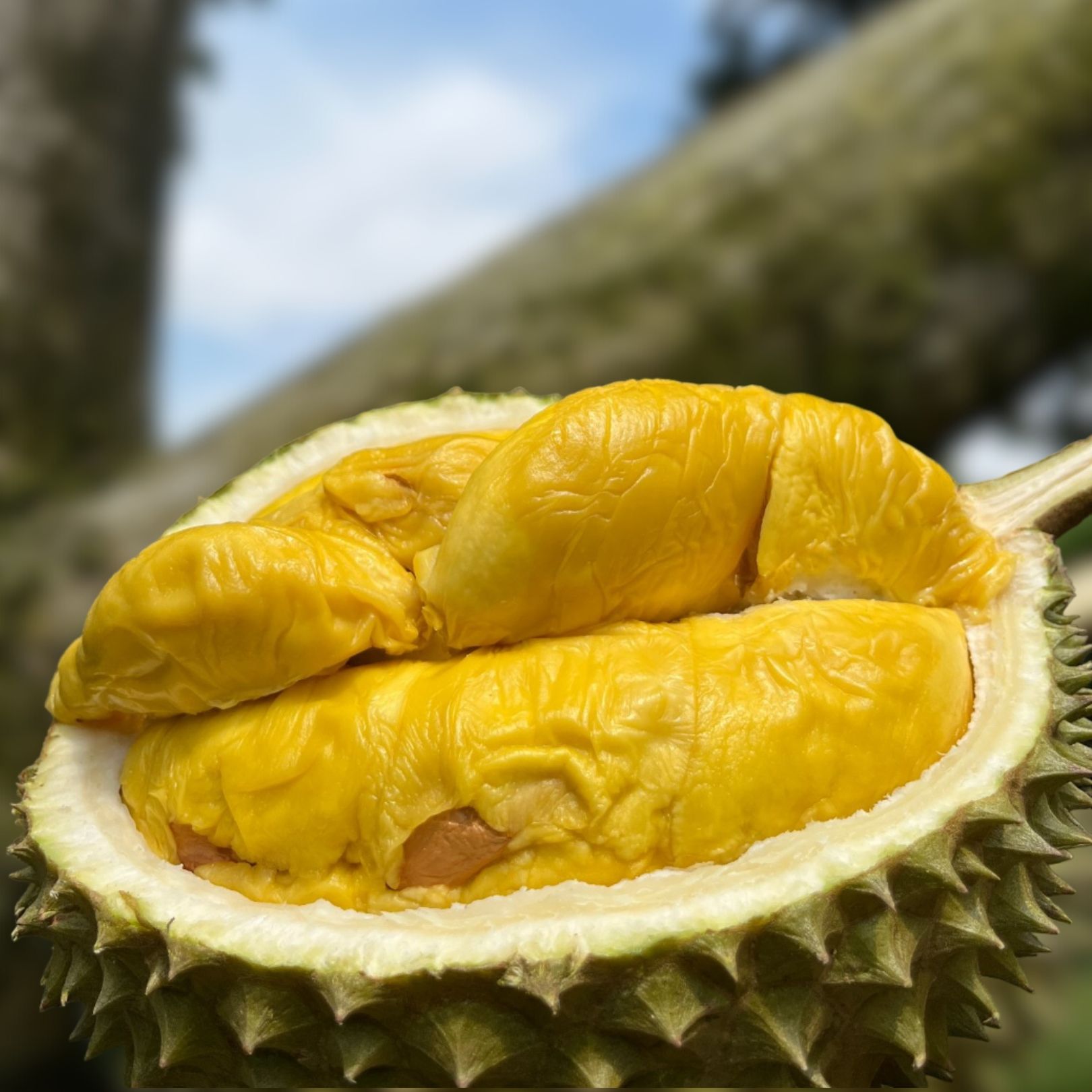 Red Prawn Durian – Malaysia Durian Page