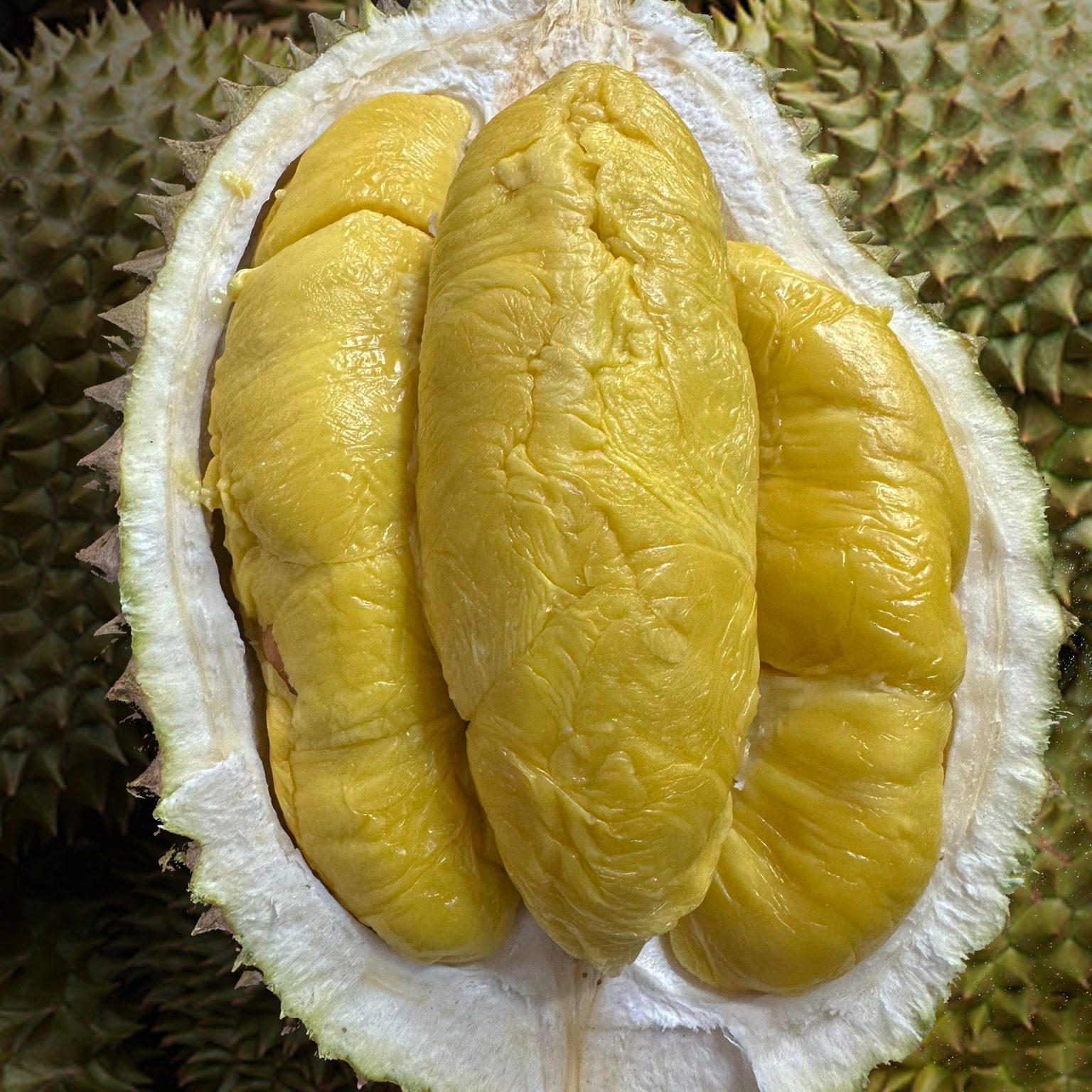 Normal MSW Durian // Non-Mountain Harvest (800g Box – All Meat)