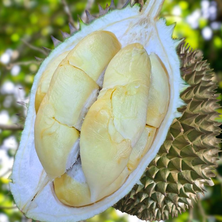Penang D11 Durian (800g Box – All Meat)